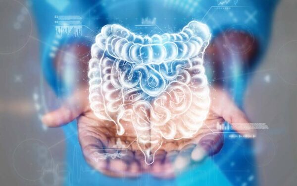 Prebavila in vpliv CBD preko endokanabiodnega sistema